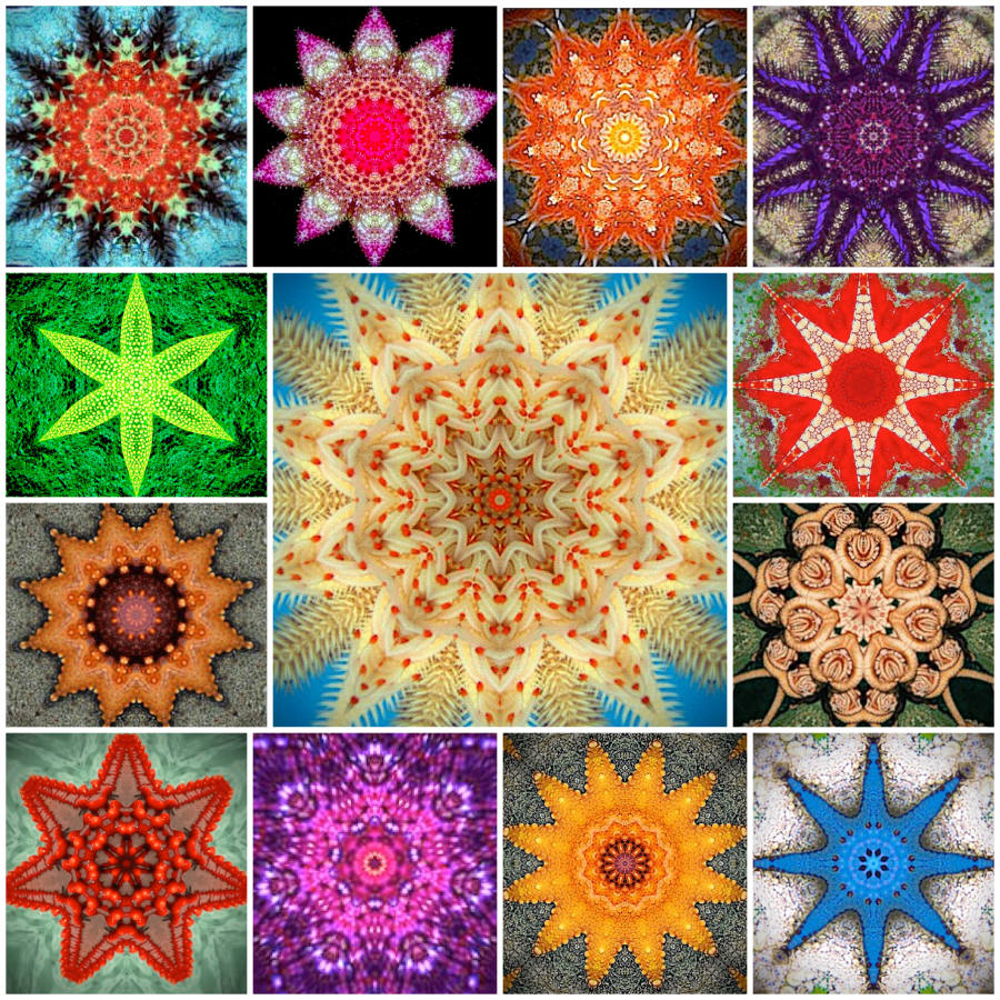 Solve Sea Stars - Sea Life Theme! (S) ** jigsaw puzzle online with 36 ...