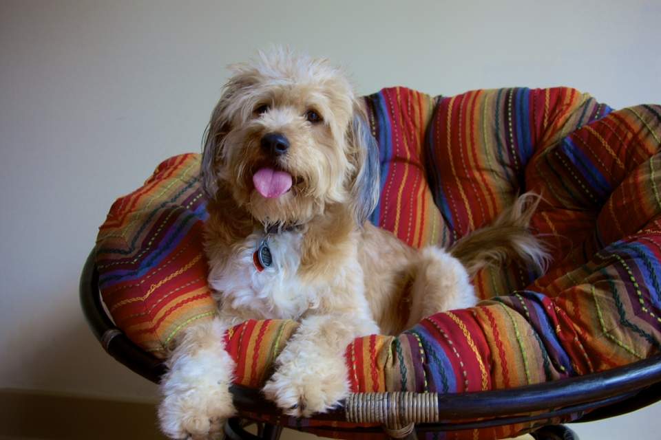 Solve Rufus just chillin jigsaw puzzle online with 117 pieces