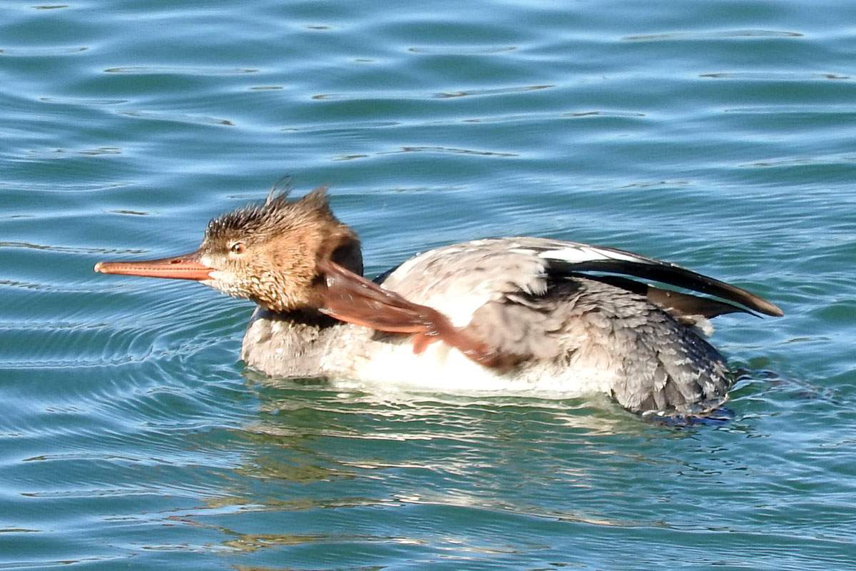 Solve Itchy ear! jigsaw puzzle online with 77 pieces