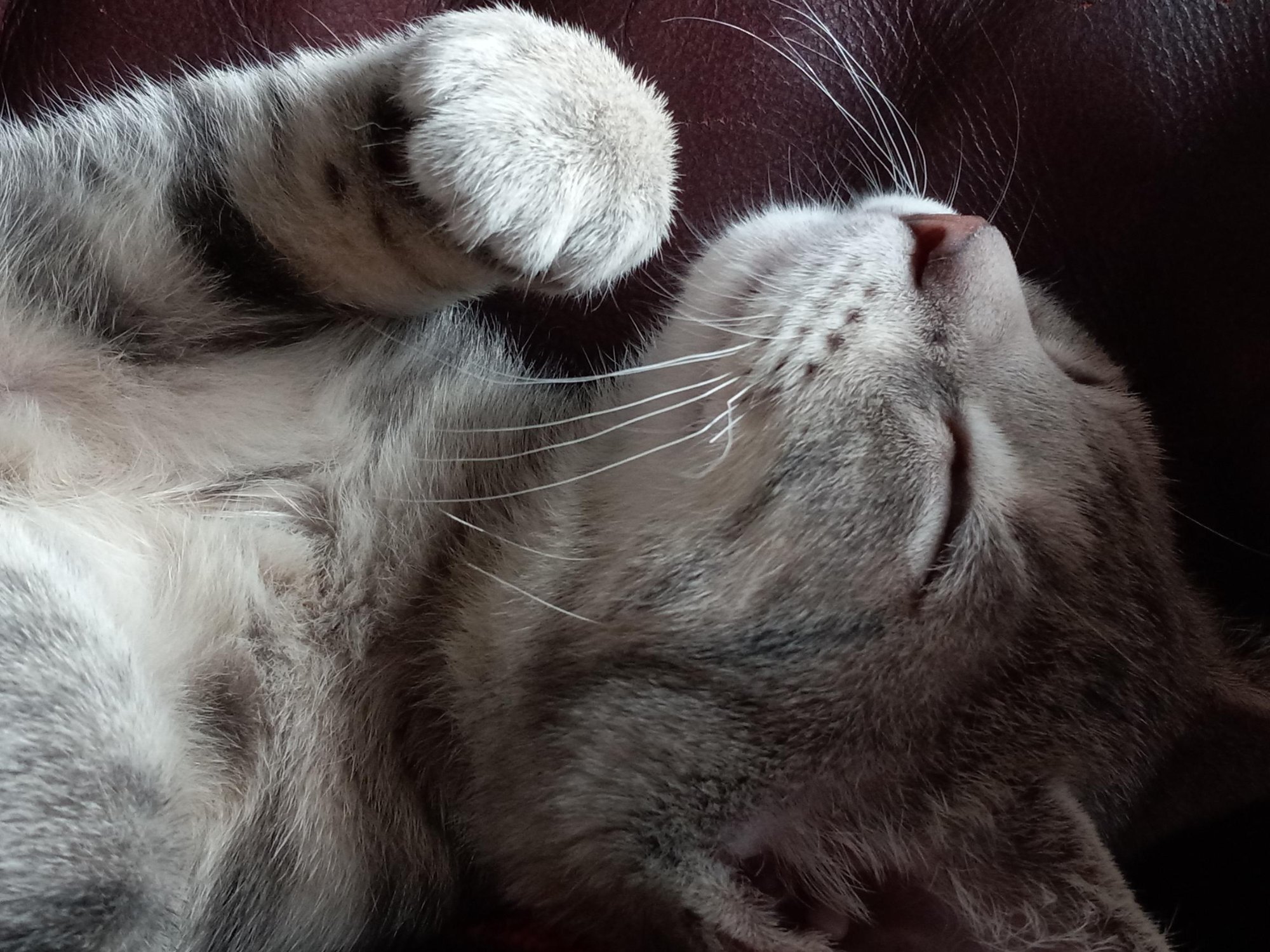 Solve Grey tabby kitten jigsaw puzzle online with 99 pieces