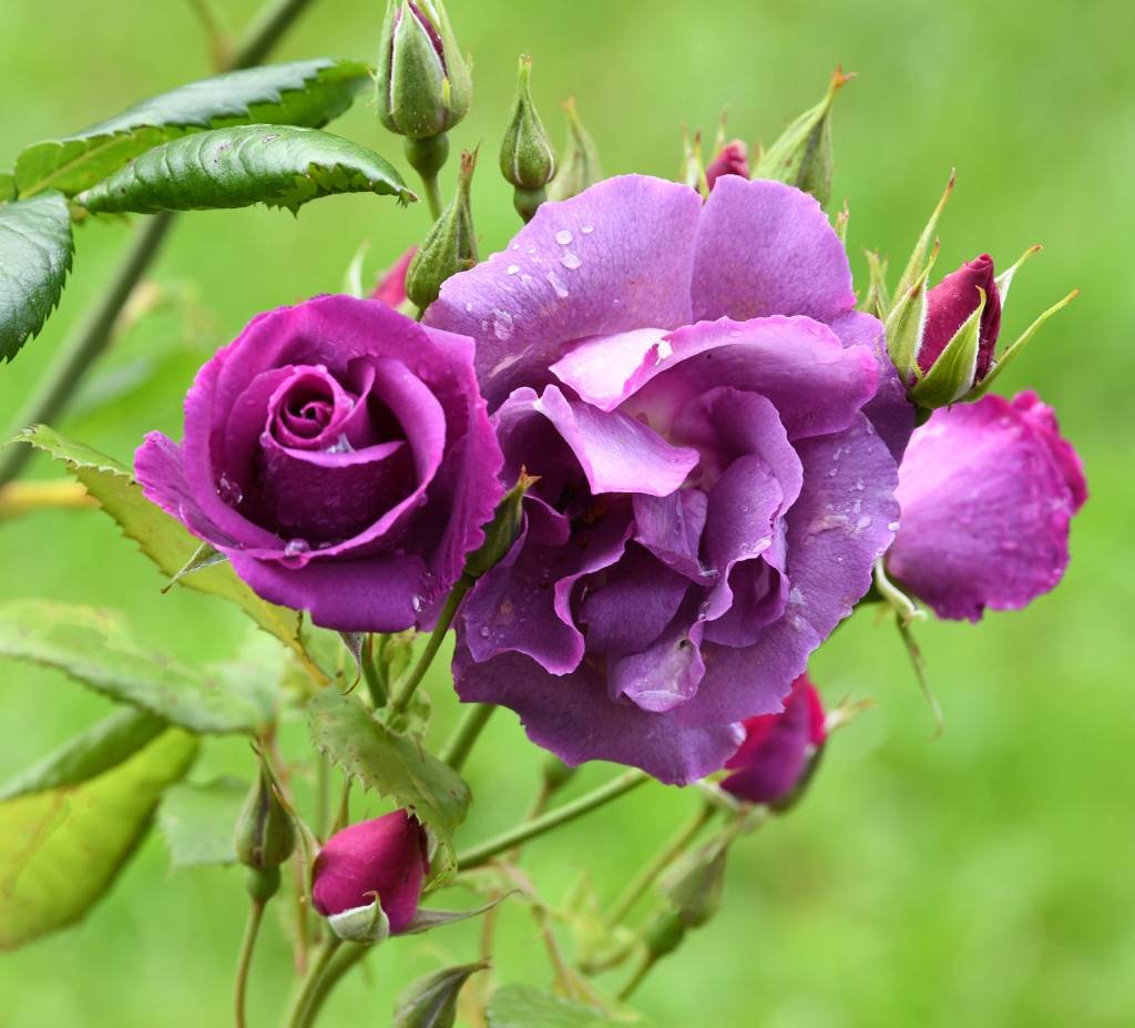 Solve Have a nice day 🍀 jigsaw puzzle online with 90 pieces