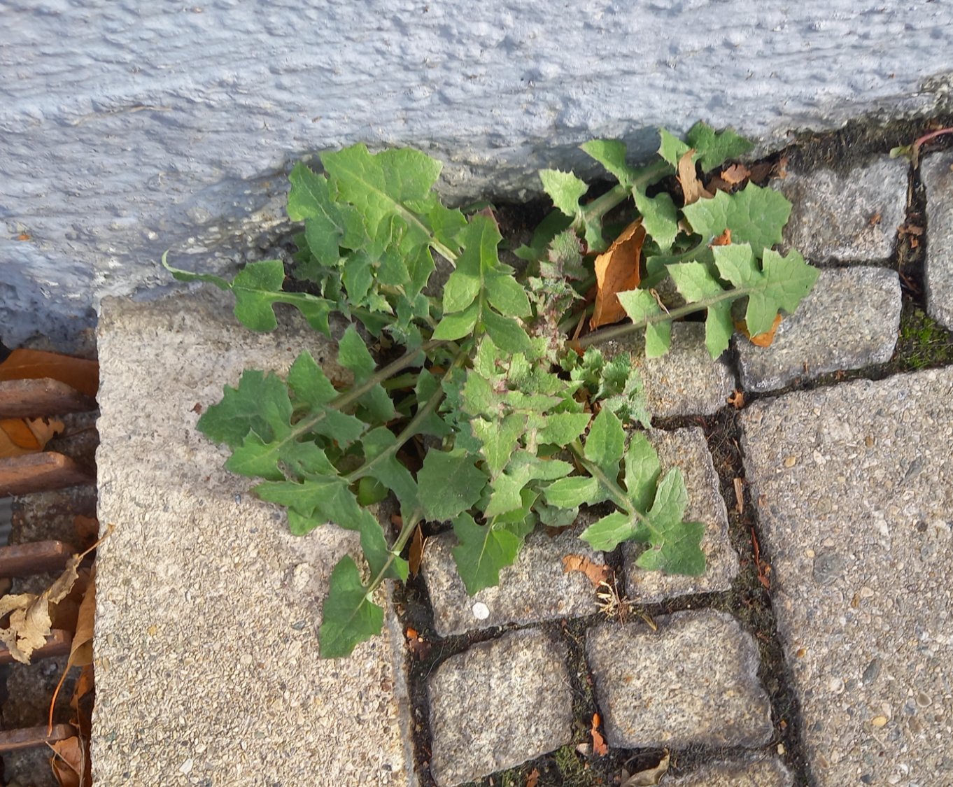 Solve Urban Biodiversity jigsaw puzzle online with 30 pieces