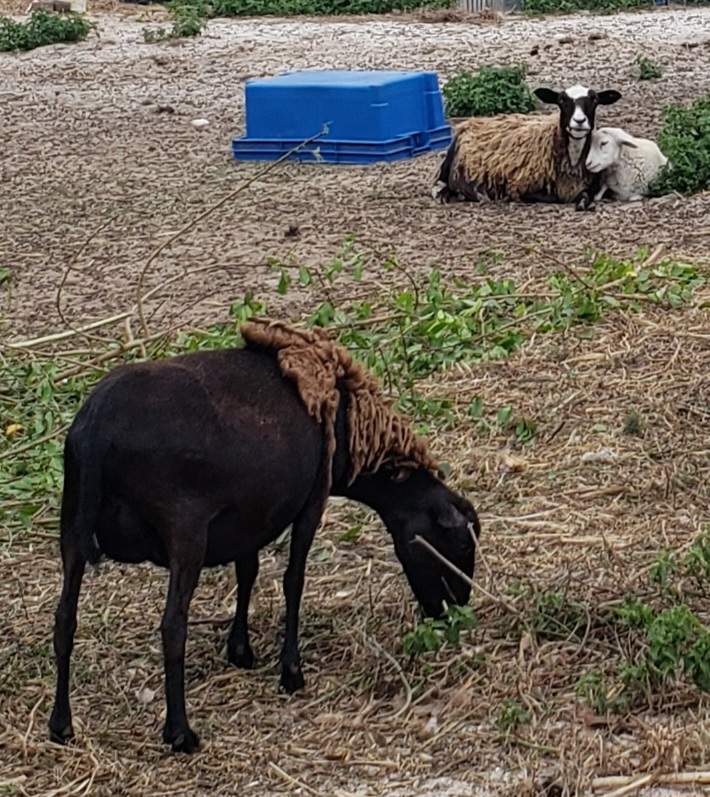 Solve Can't tell the sheep from the goats jigsaw puzzle online with 42 pieces