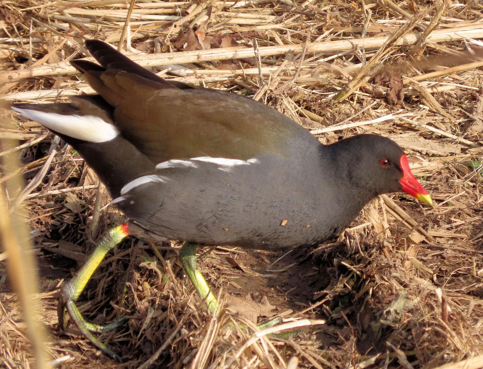 Solve moorhen (waterhoentje) jigsaw puzzle online with 48 pieces