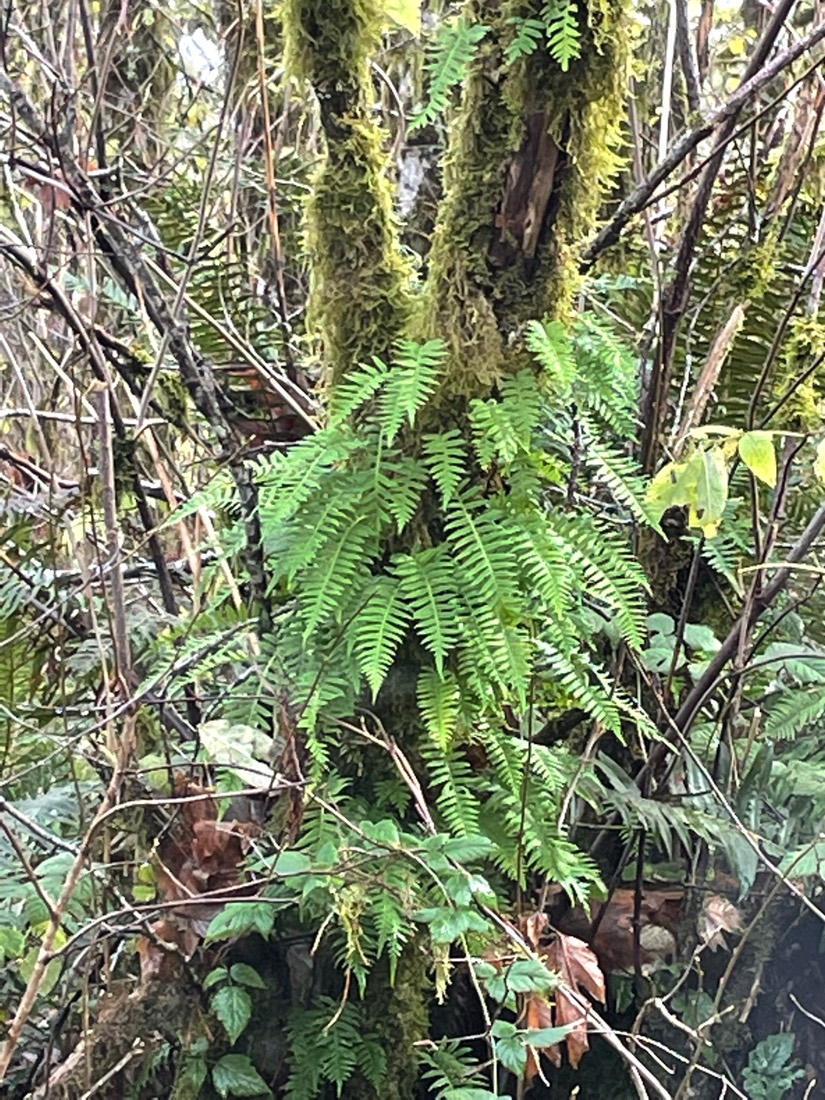 Solve Oregon ferns and moss jigsaw puzzle online with 88 pieces