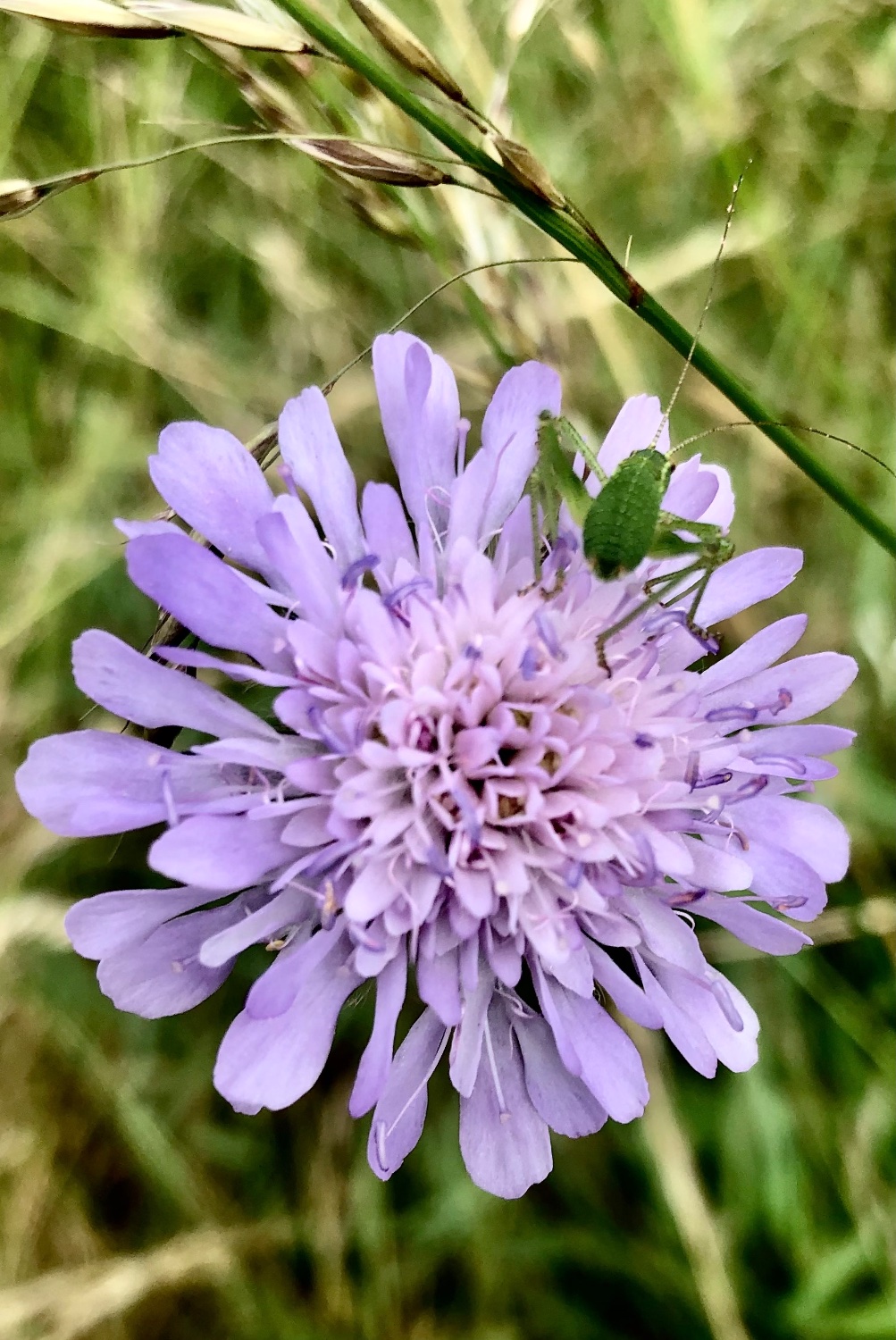 Solve Grasshopper on wild Scabius jigsaw puzzle online with 247 pieces