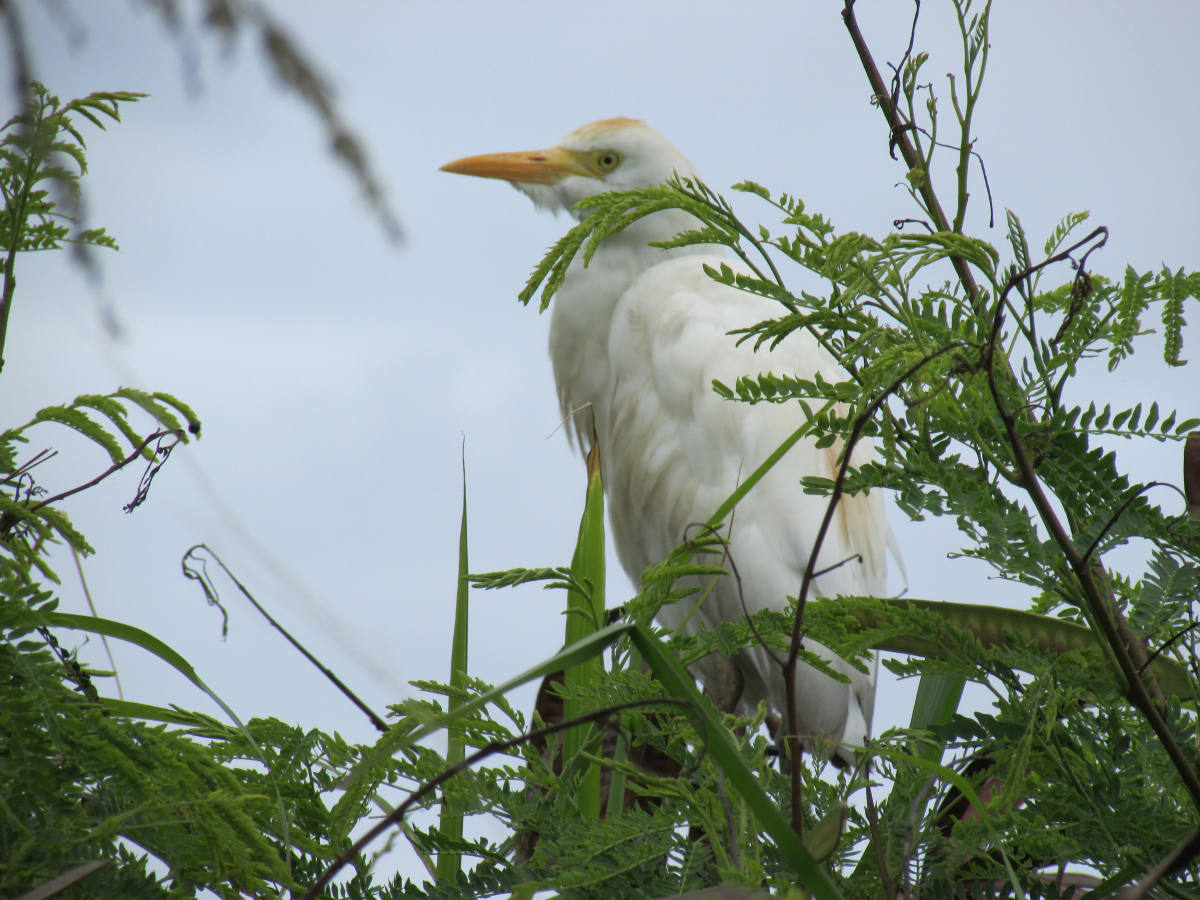 Solve Egret on Kauai, HI jigsaw puzzle online with 80 pieces