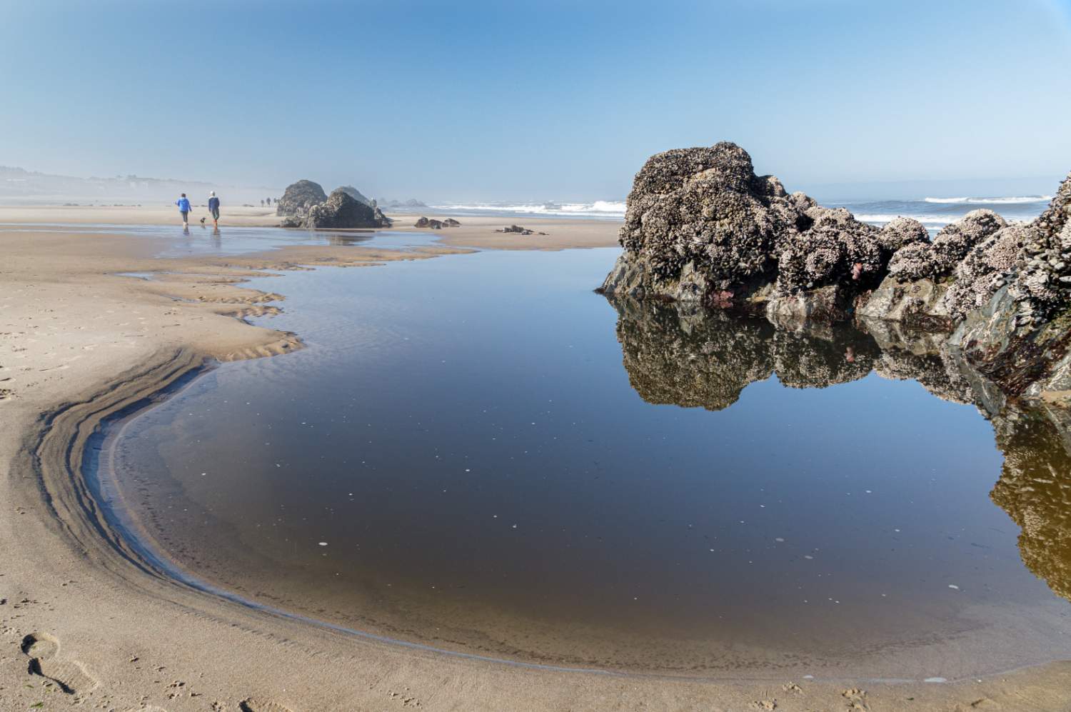 Solve TIDEPOOL jigsaw puzzle online with 77 pieces