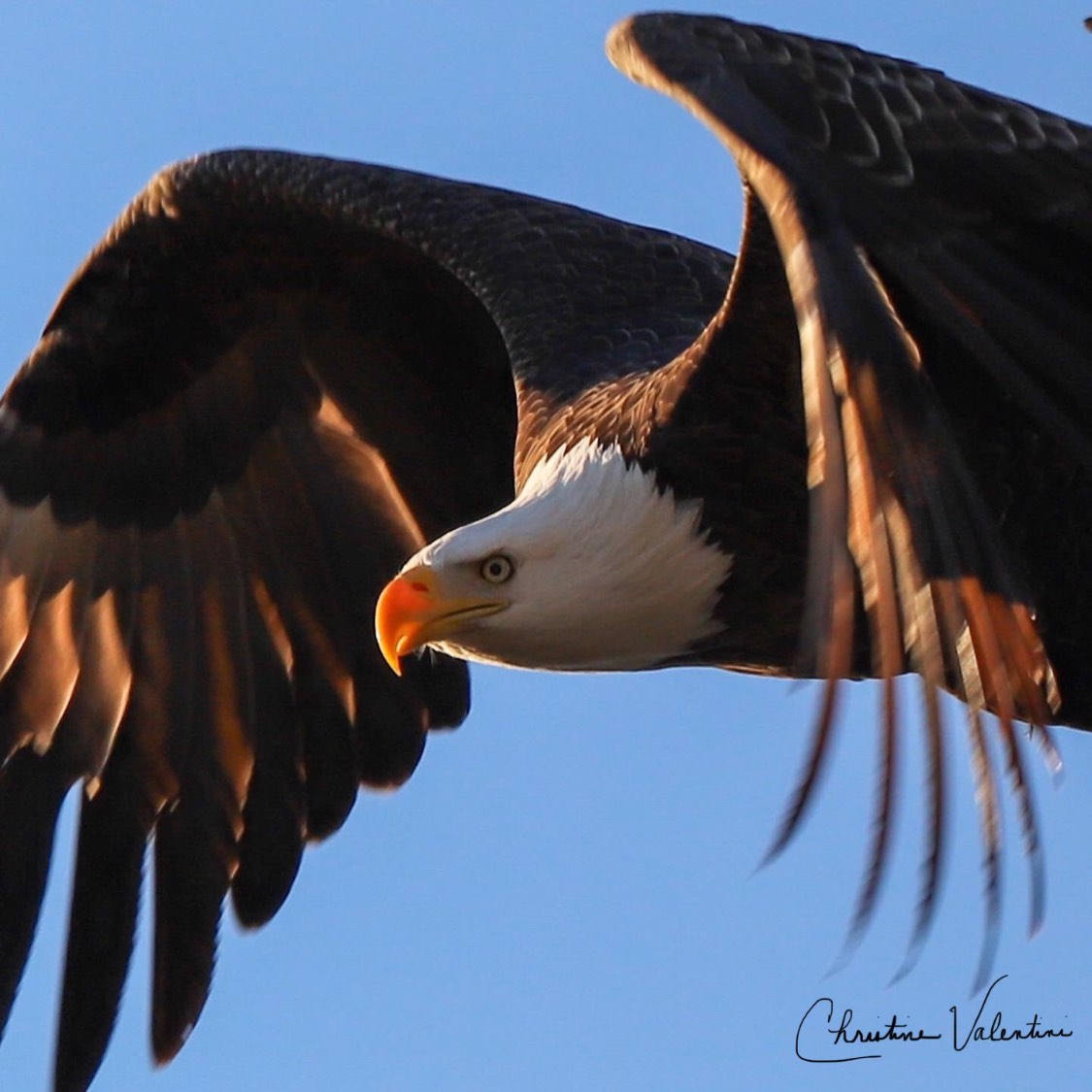 Solve American Bald Eagle jigsaw puzzle online with 64 pieces