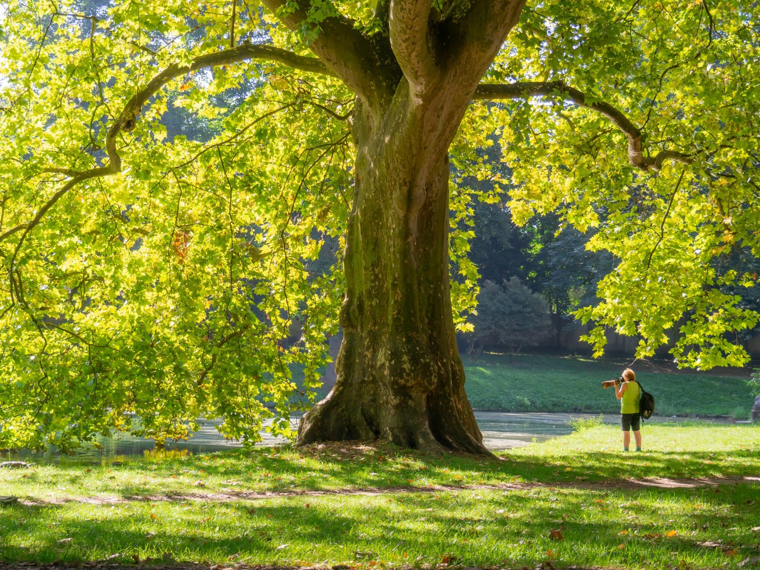 Solve Starý strom v parku. - The old tree in the park. jigsaw puzzle ...