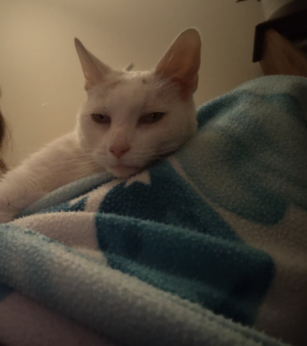 Solve Remembering Lily 1053 - Droopy jigsaw puzzle online with 9 pieces