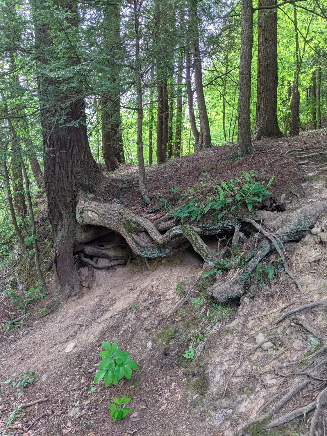 Solve Ferns and hemlock tree roots jigsaw puzzle online with 108 pieces