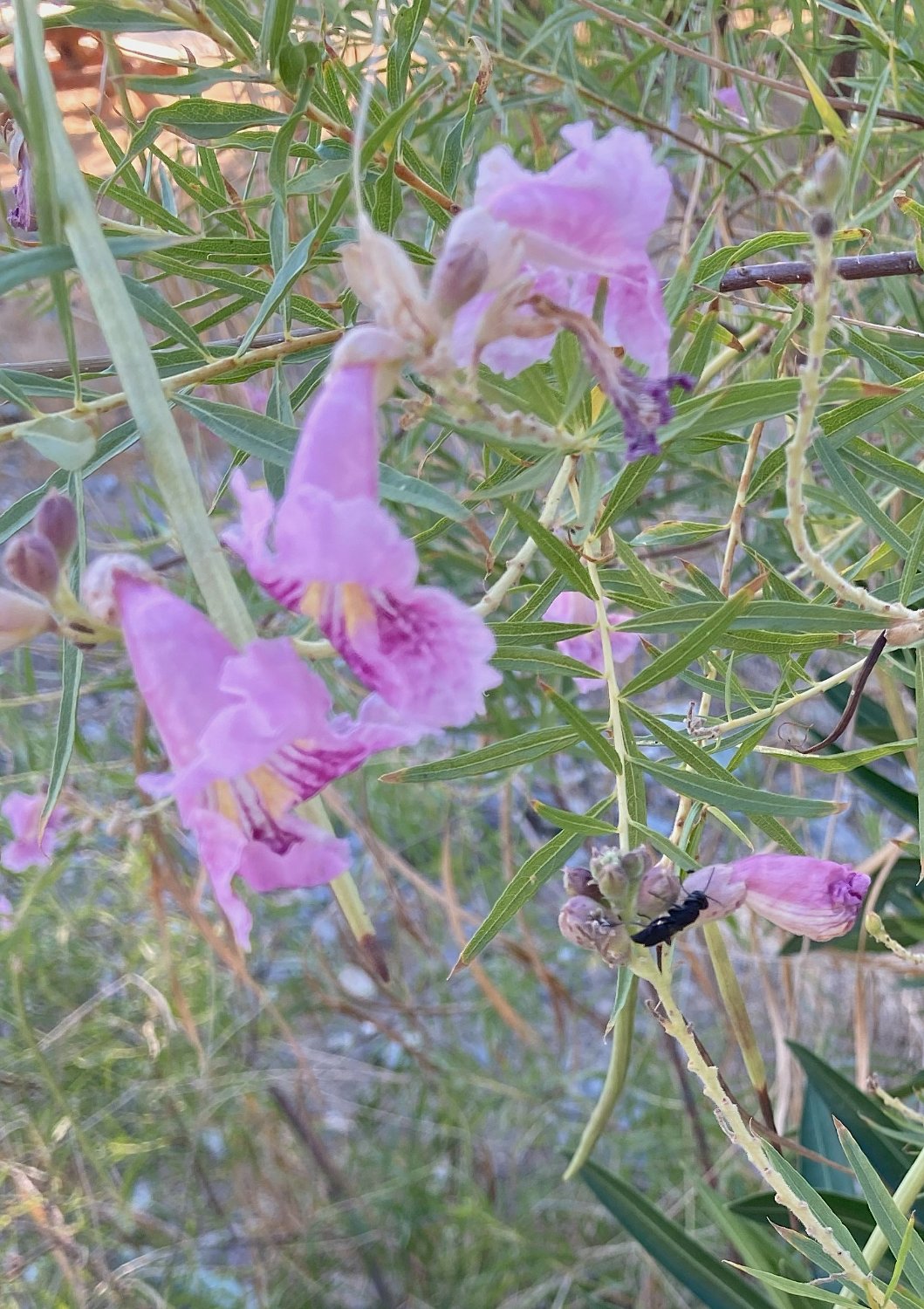 Solve desert-willow (Chilopsis linearis) and pollinator jigsaw puzzle online with 70 pieces