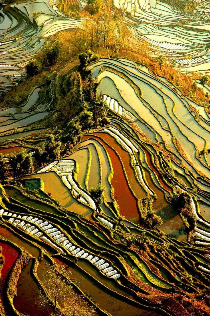 Solve Rice Fields jigsaw puzzle online with 150 pieces