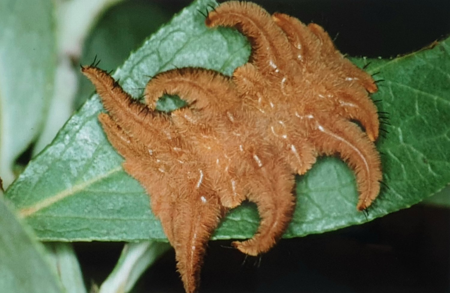 Solve HAG MOTH CATERPILLAR jigsaw puzzle online with 24 pieces