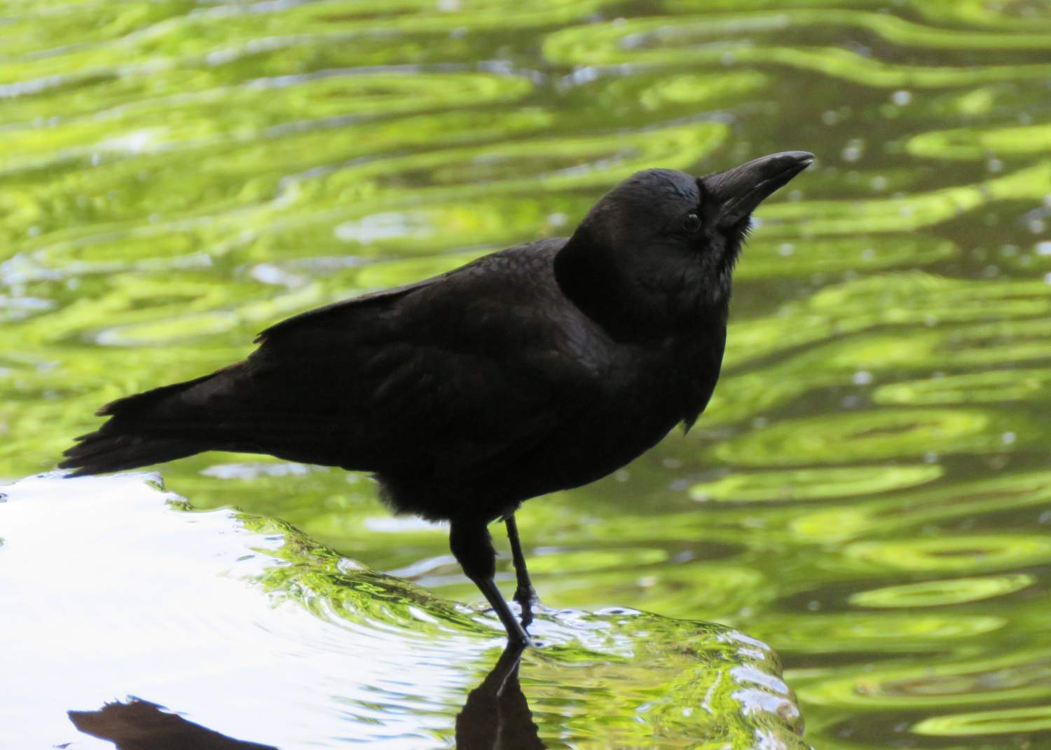 Solve Crow jigsaw puzzle online with 48 pieces