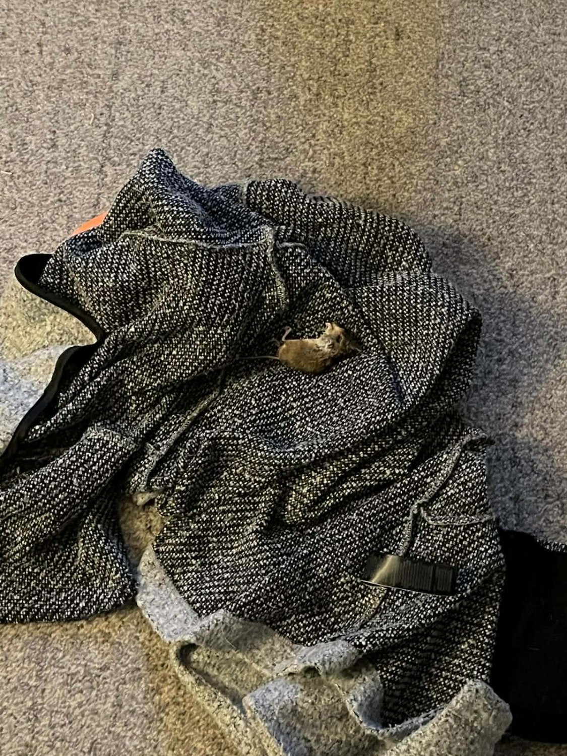 Solve My daughter made the mistake of leaving her jumper on the floor ...