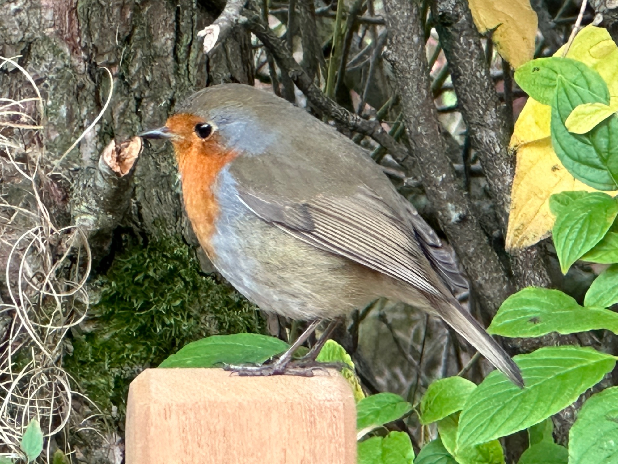 Solve Sweet Robin jigsaw puzzle online with 204 pieces