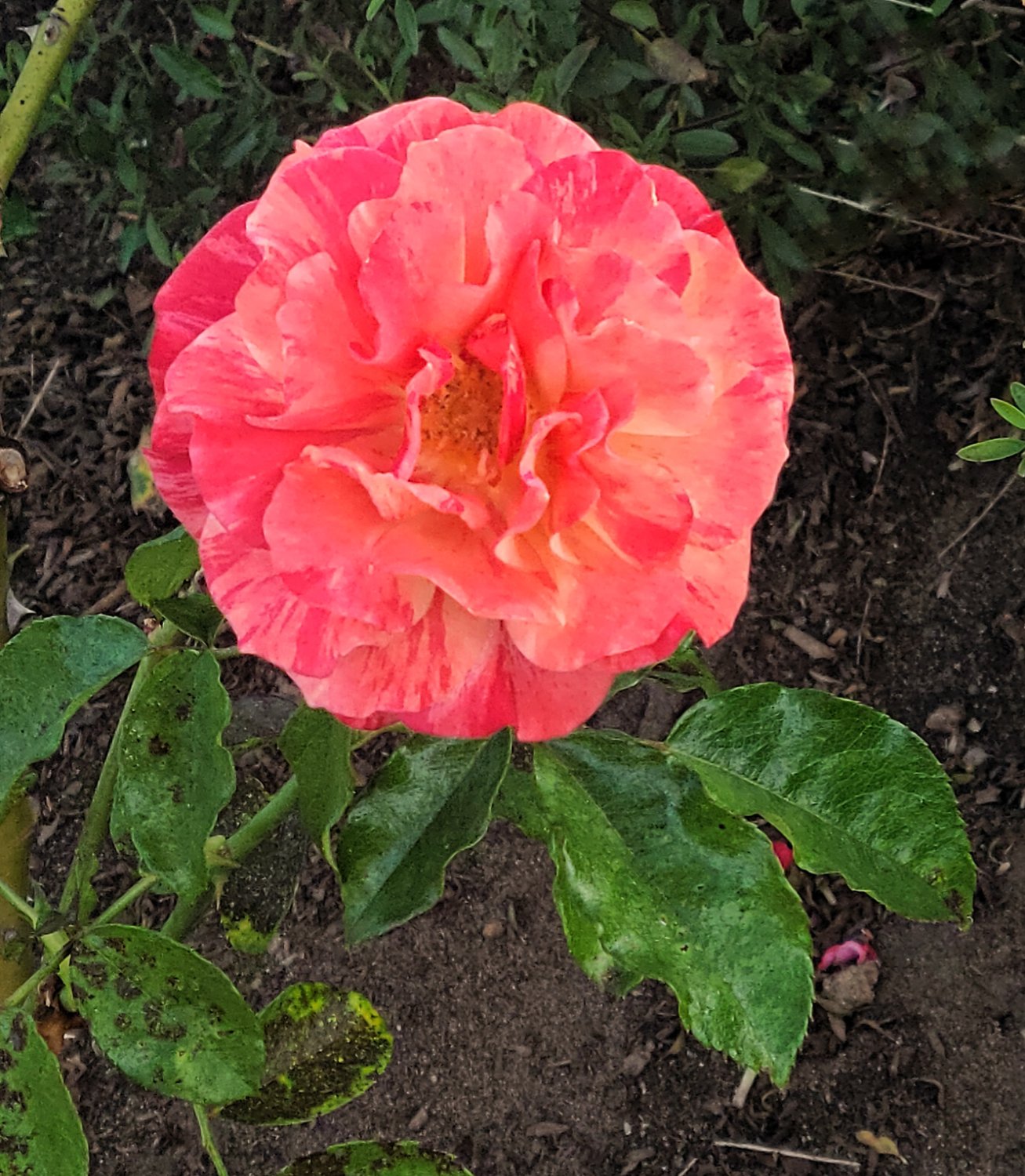 Solve Mottled Rose Blossom jigsaw puzzle online with 72 pieces