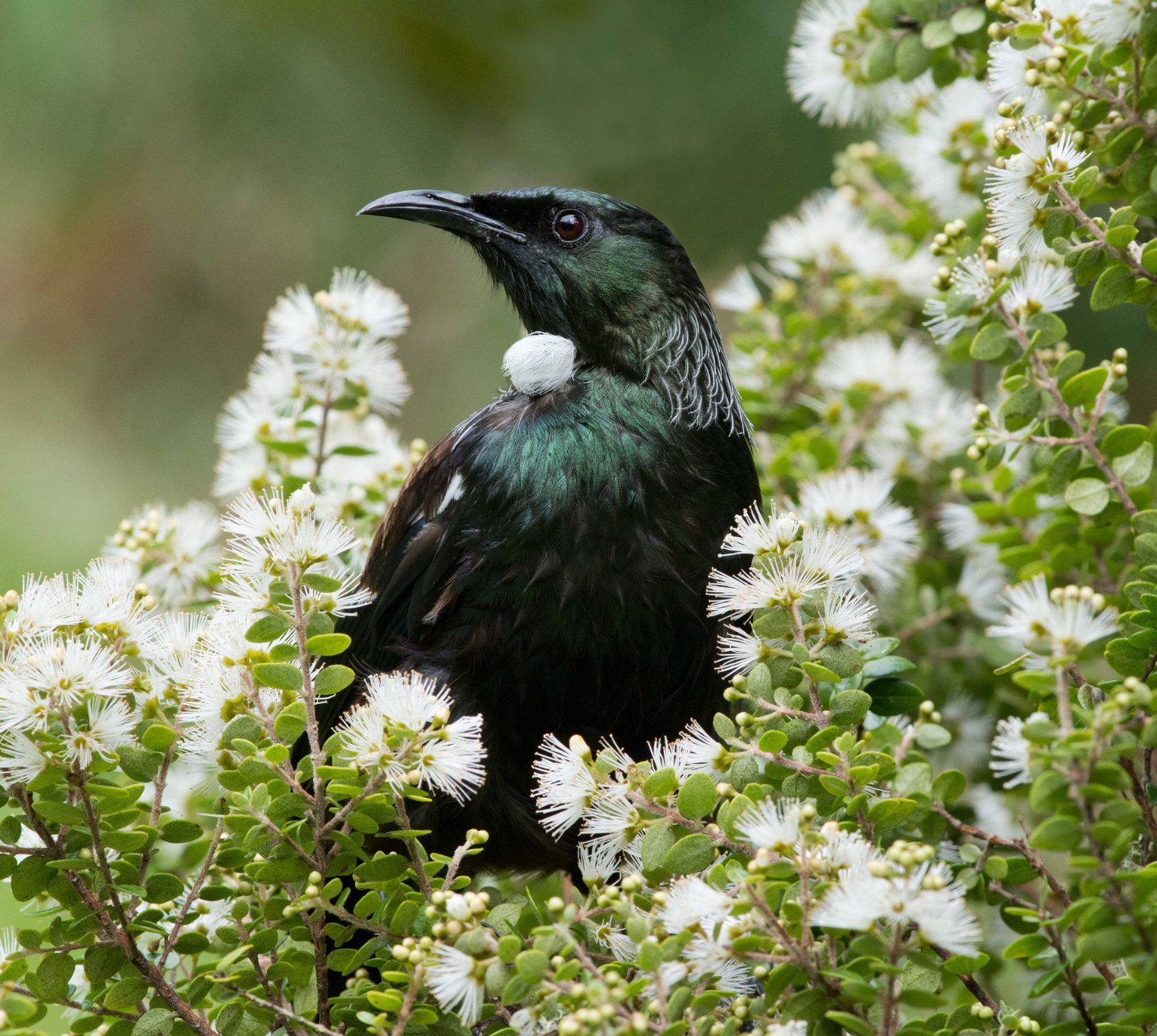 Solve "Tui being inconspicuous in the white rata" jigsaw puzzle online ...