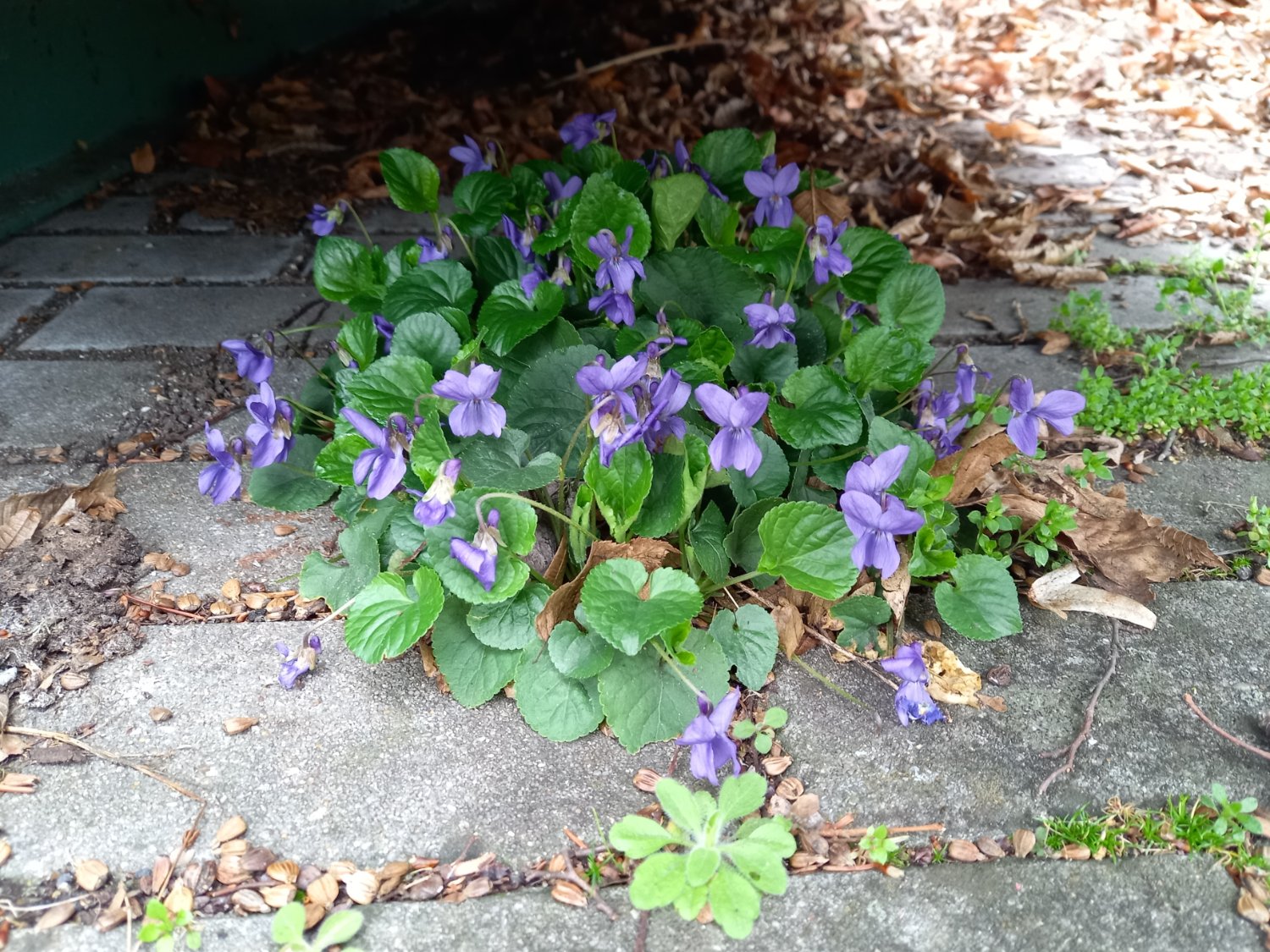 Solve Urban Biodiversity jigsaw puzzle online with 24 pieces