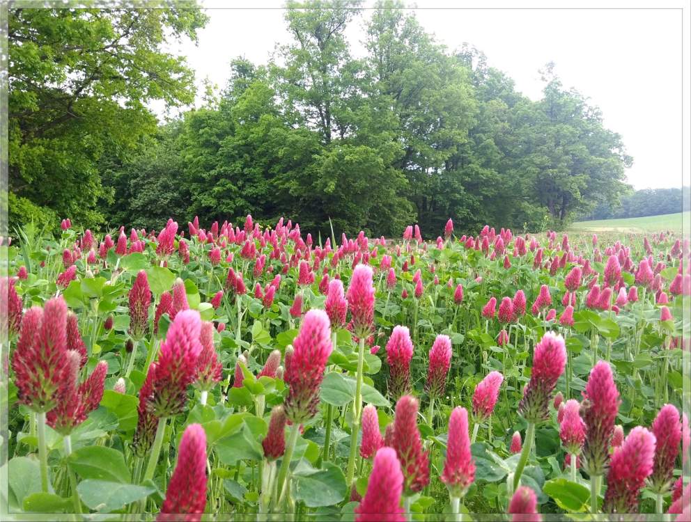 Jigsaw Puzzle | Trifolium incarnatum, known as crimson clover - Jetel ...