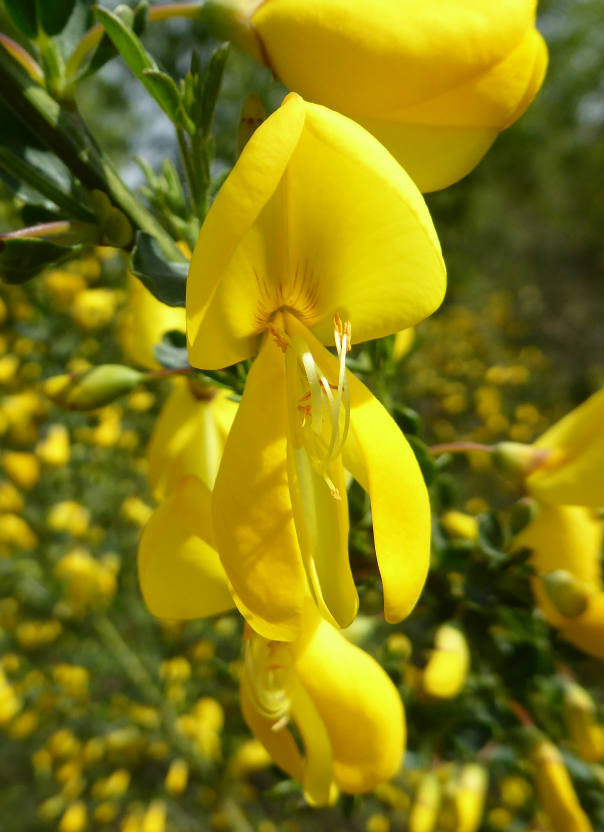 Solve Winterswijk. Blooming broom (gele brem). It's flowers look like ...