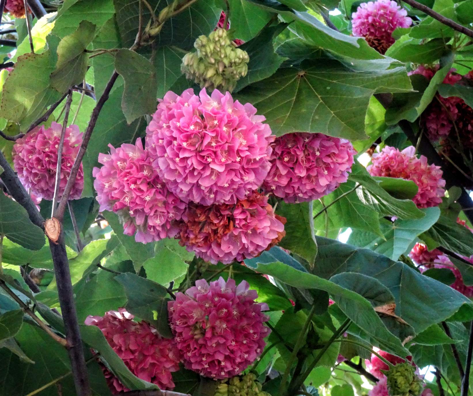 Solve San Diego Zoo - Dombeya Blooming Tree jigsaw puzzle online with ...