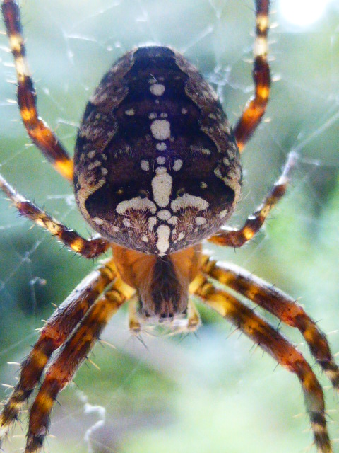 Solve Spider on the outside of my window jigsaw puzzle online with 12 ...