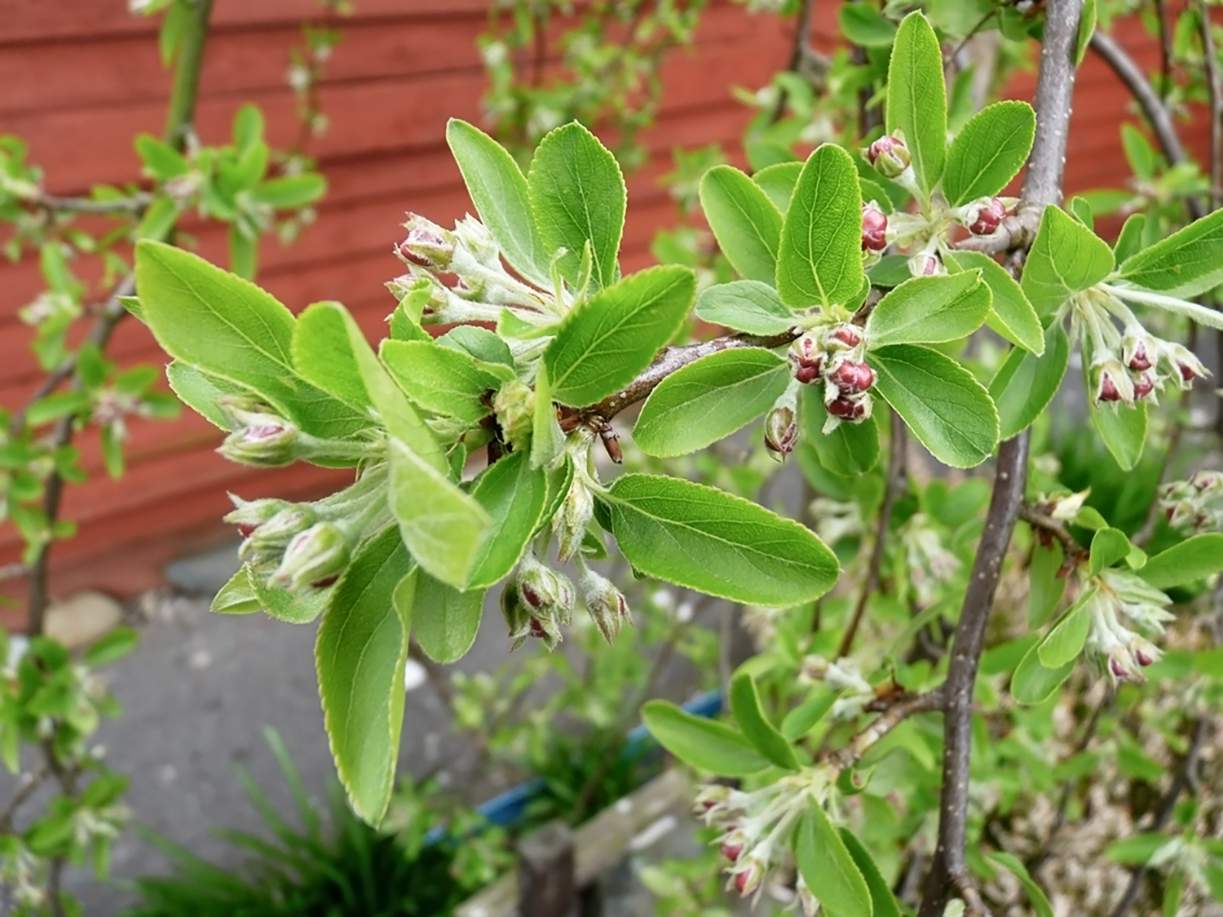 Solve Pre-blossom Apple Tree jigsaw puzzle online with 24 pieces