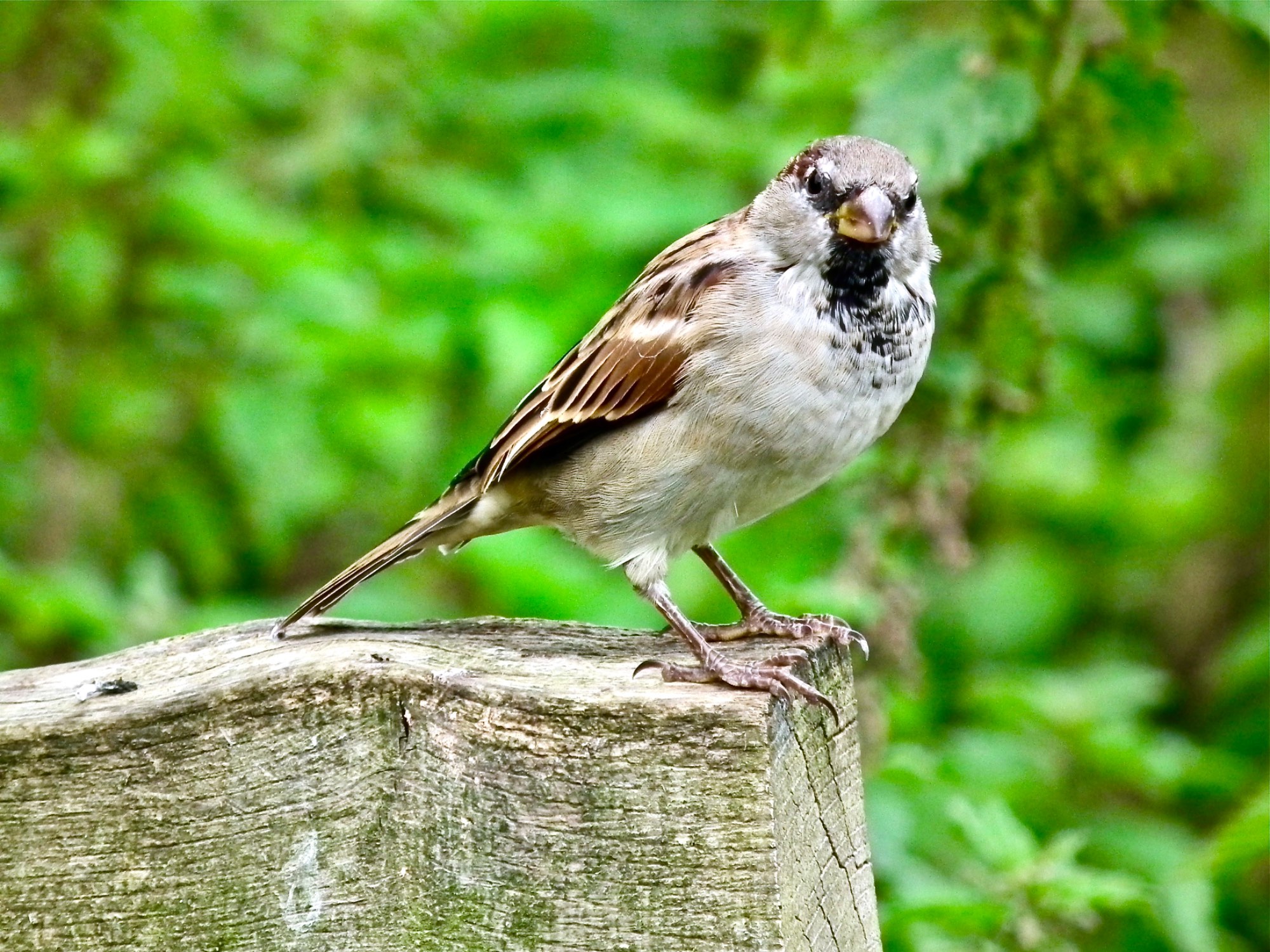 Solve House Sparrow jigsaw puzzle online with 99 pieces