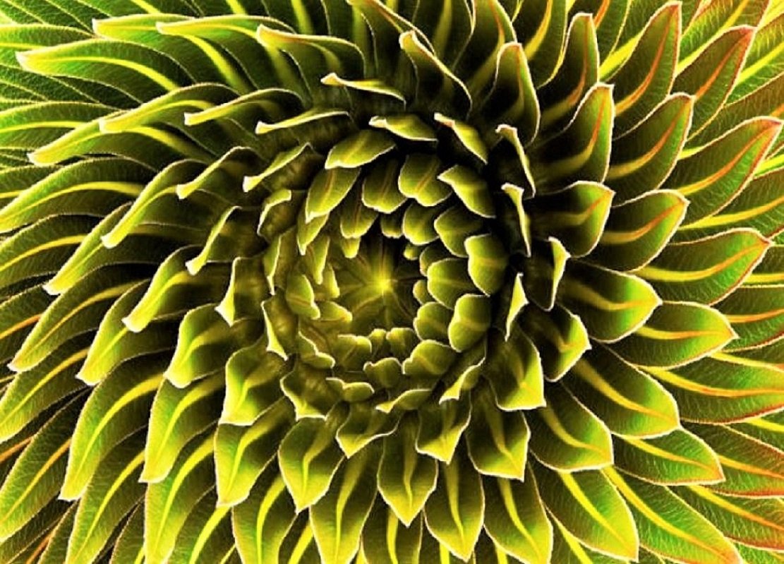 Solve "Nature's Design" jigsaw puzzle online with 88 pieces