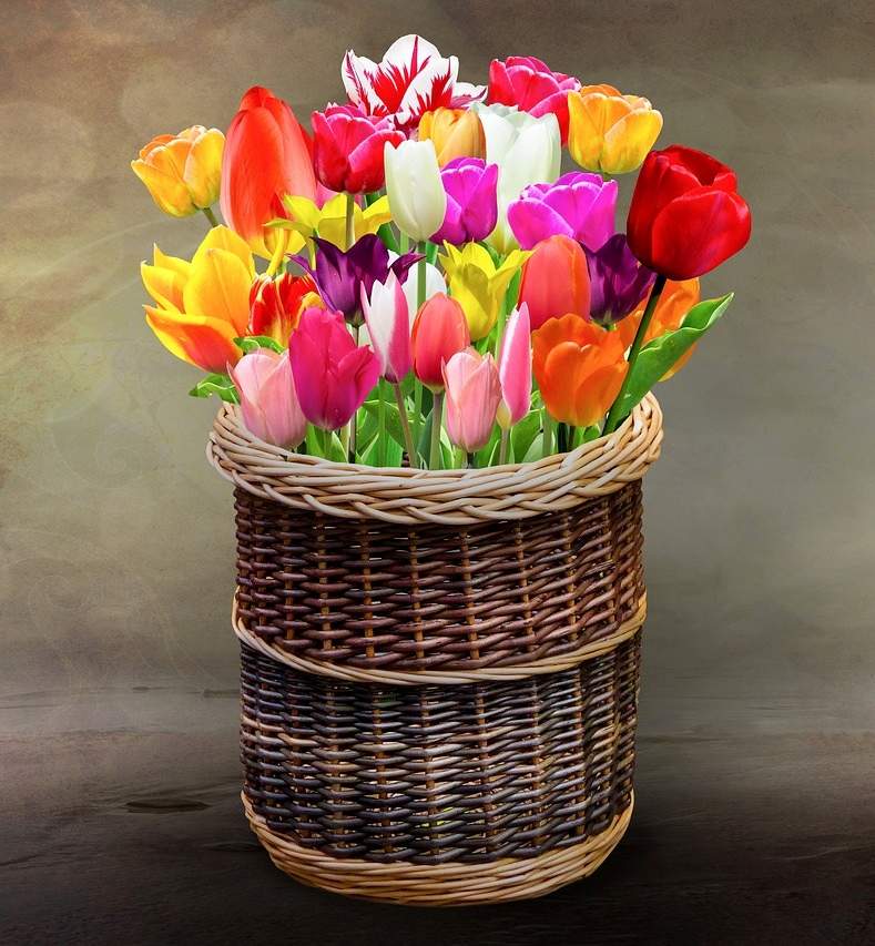 Solve Tulips in Basket (resize 9 - 196) jigsaw puzzle online with 72 pieces
