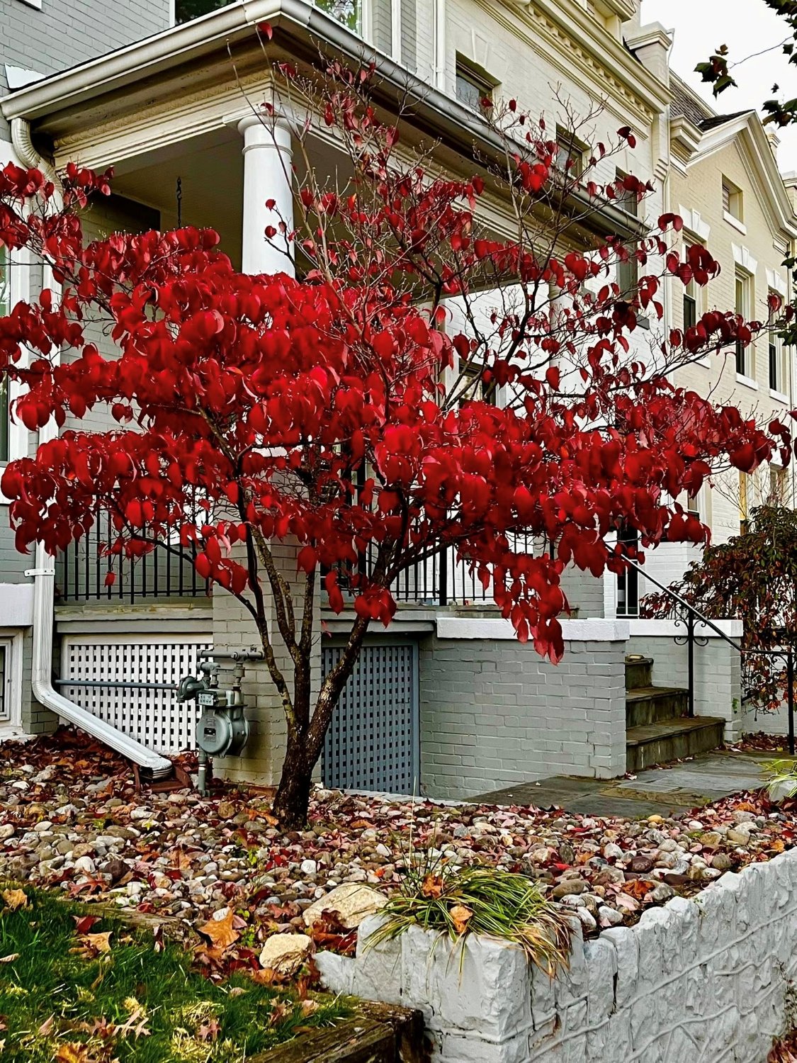 Solve Fall Colors in Georgetown, Washington DC. /Resize this or any of ...