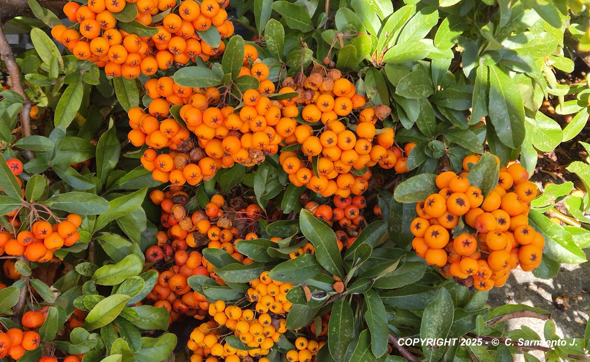 Solve TREES - FLOWERING SHRUBS – Orange Saphyr Pyracantha jigsaw puzzle ...