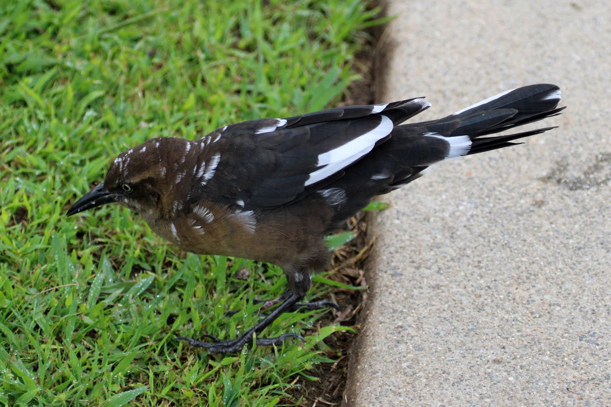 Solve Leucistic Great-tailed Grackle Female, Lake San Marcos, San ...