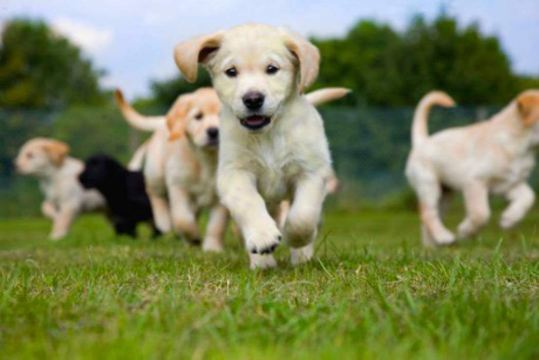 Solve Theme: Yellow - Yellow Labradore Puppies (and one black fellow ...