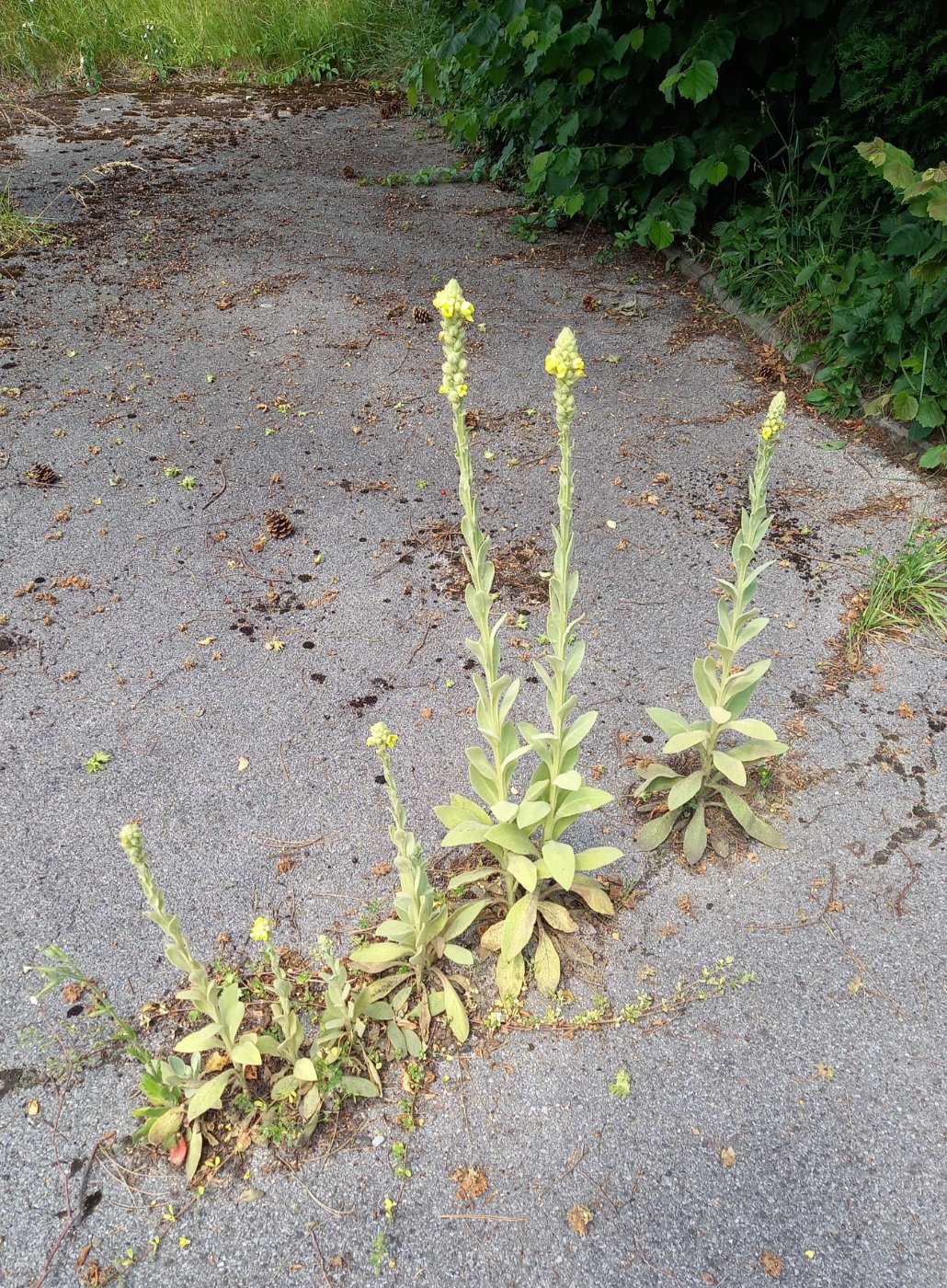 Solve Urban Biodiversity - Follow-up jigsaw puzzle online with 35 pieces