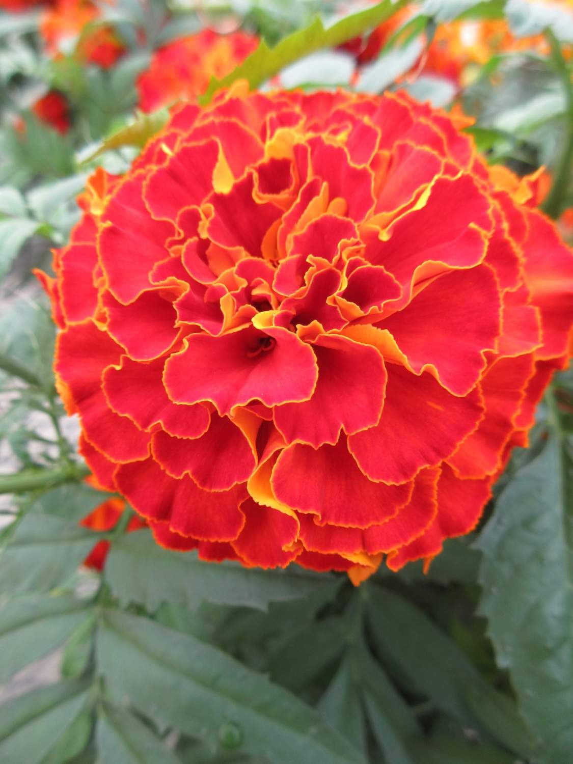 Solve ZeNith HyBrid MariGold jigsaw puzzle online with 192 pieces