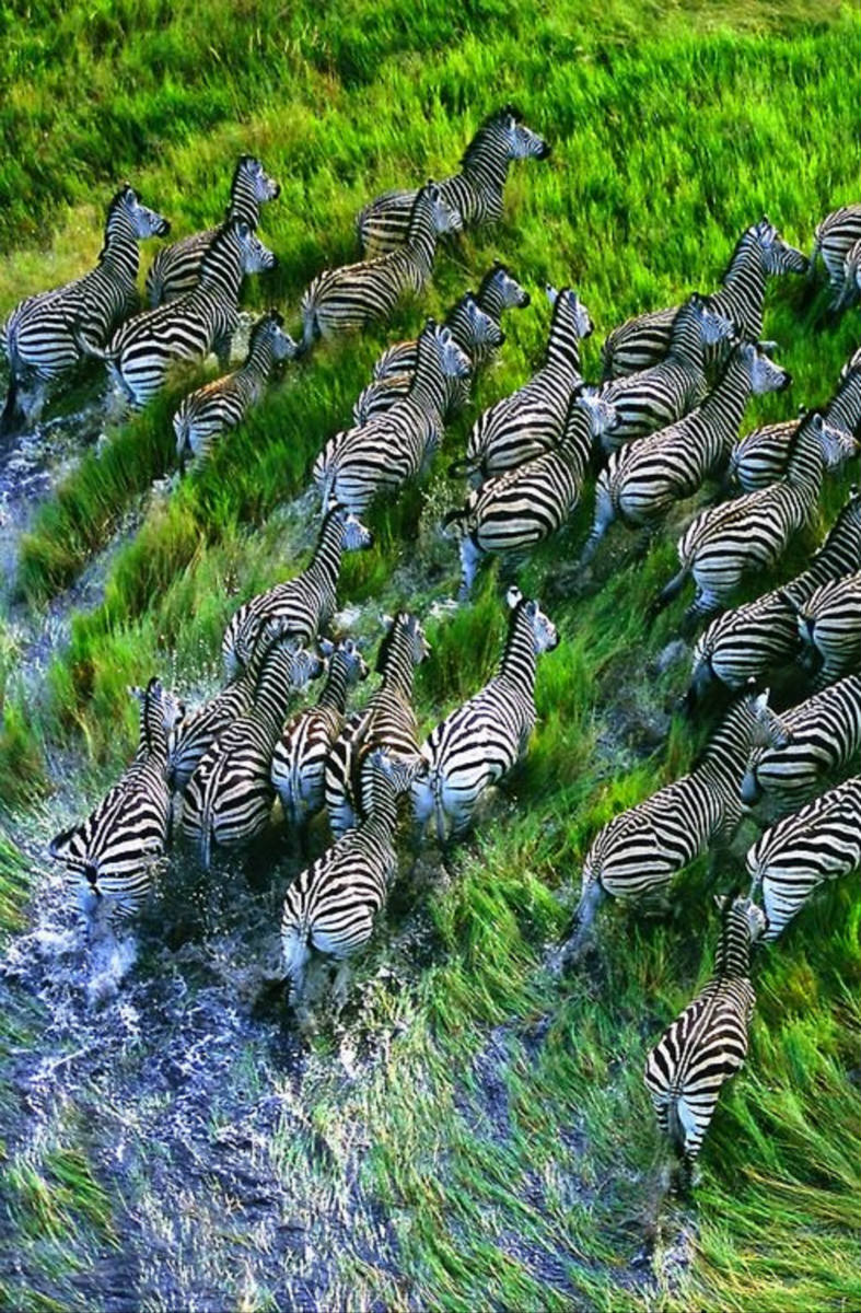 Solve zebra migration jigsaw puzzle online with 260 pieces