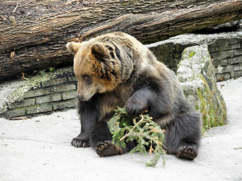 Solve Medvěd jigsaw puzzle online with 12 pieces