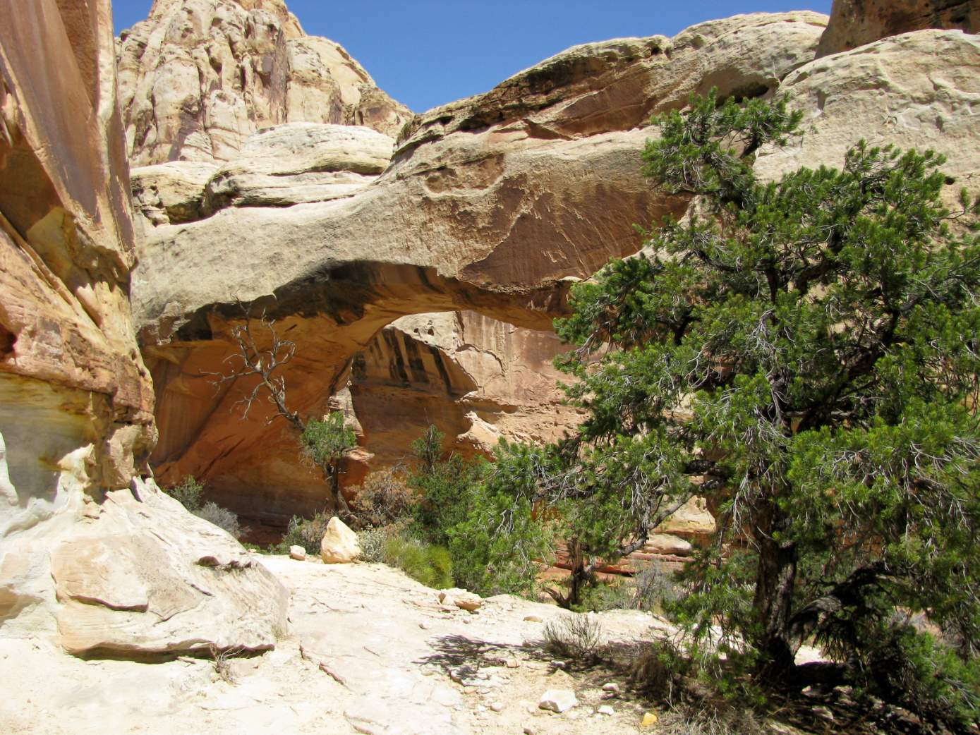 Puzzle | 35 piezas | Hickman Natural Bridge In Capitol Reef National ...