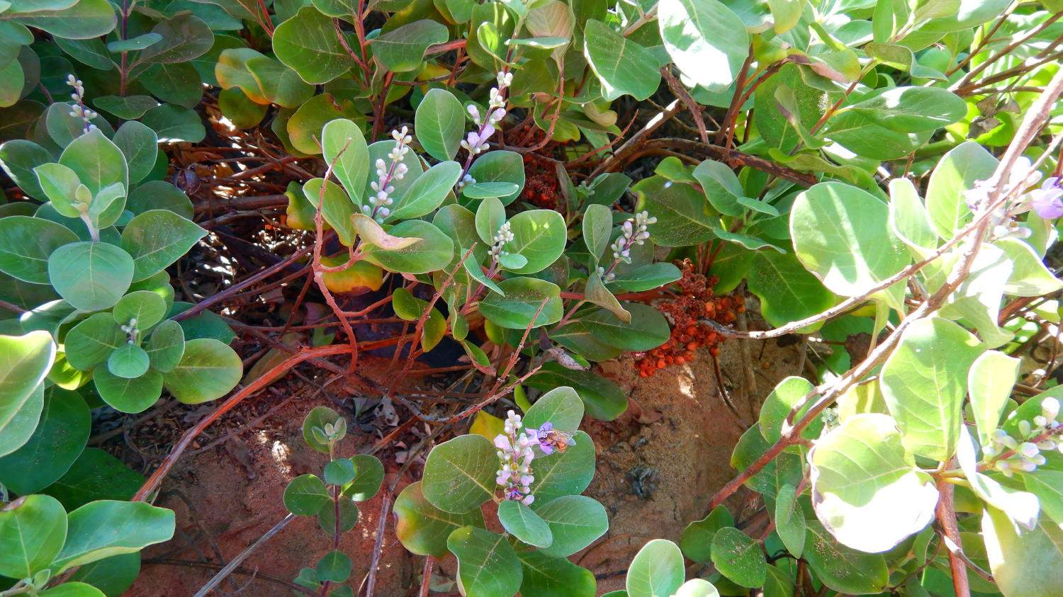 Solve Can you find the bee? jigsaw puzzle online with 153 pieces