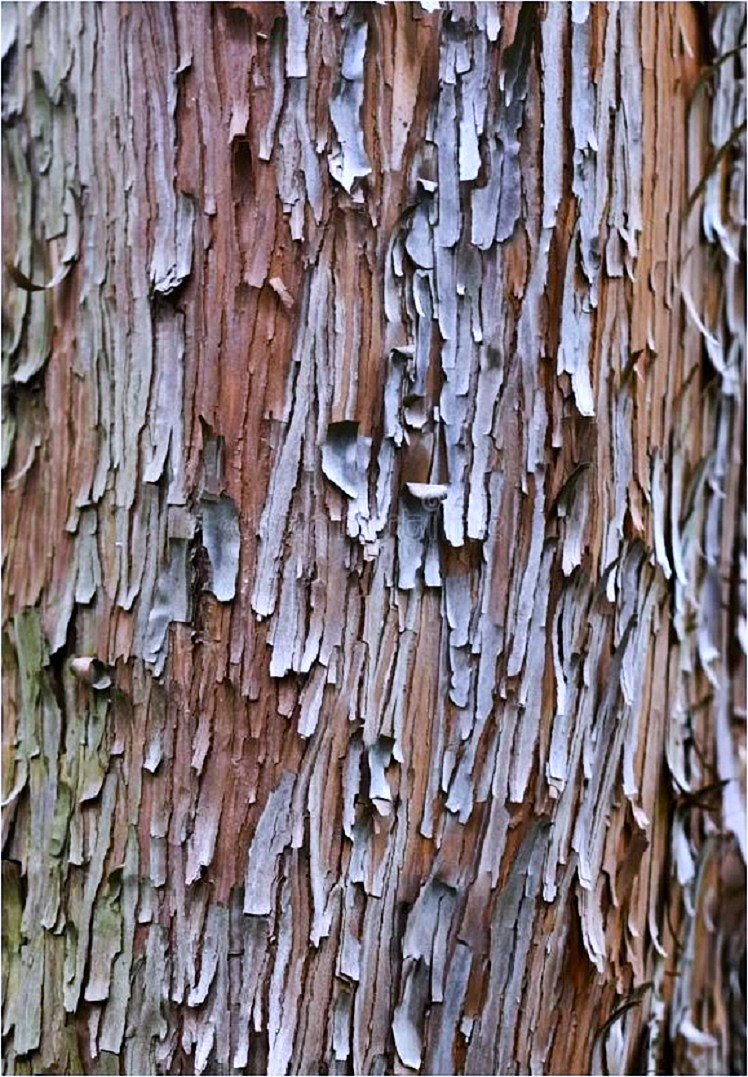 Solve "Madrone Tree Bark" jigsaw puzzle online with 88 pieces