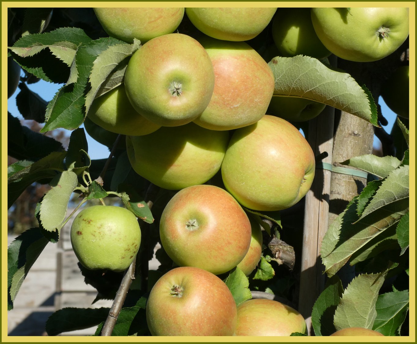 Solve Apples just before picking. Appels juist voor de pluk. jigsaw ...