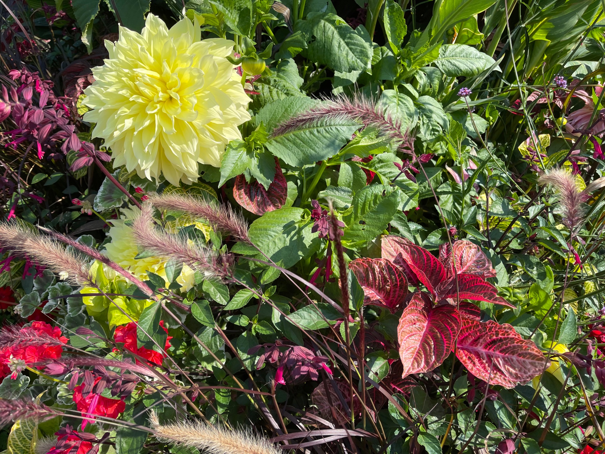 Solve Dahlia jigsaw puzzle online with 130 pieces