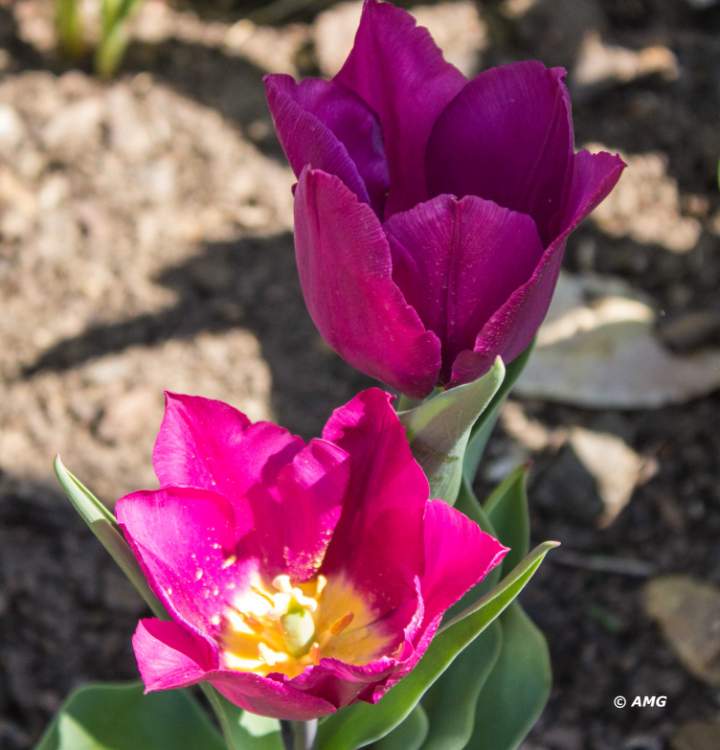 Solve Purple Tulips jigsaw puzzle online with 9 pieces
