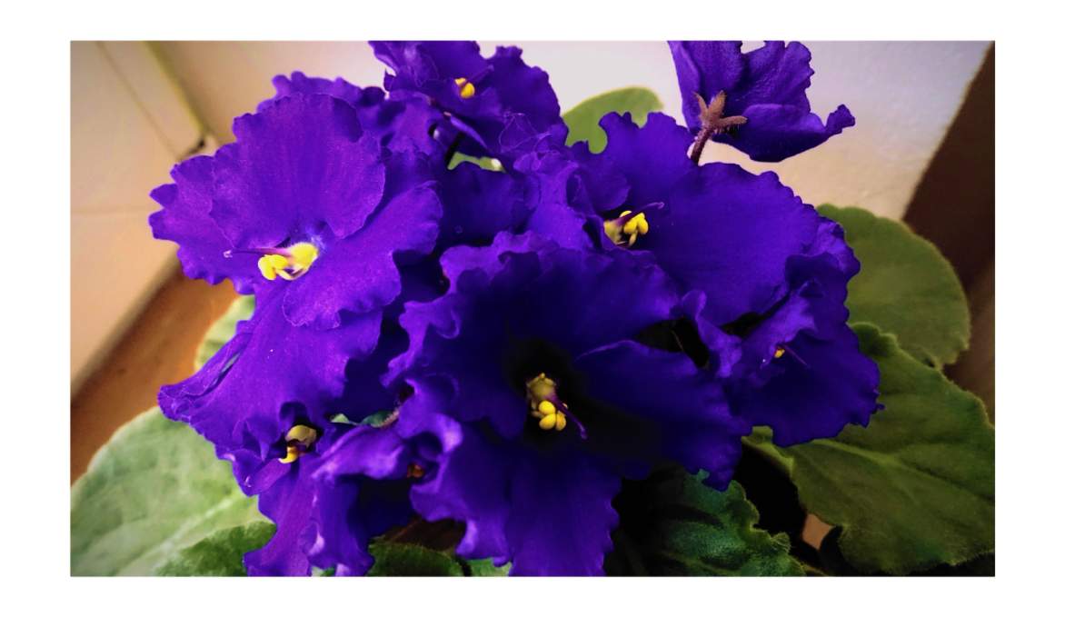 Solve Fialka jigsaw puzzle online with 15 pieces