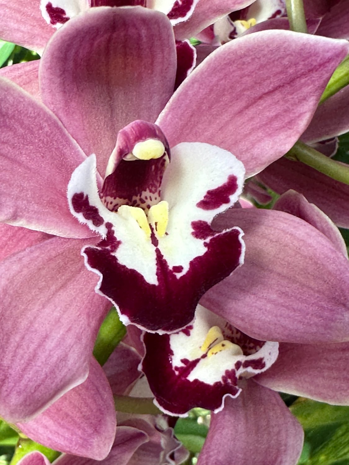 Solve Beautiful orchid jigsaw puzzle online with 130 pieces