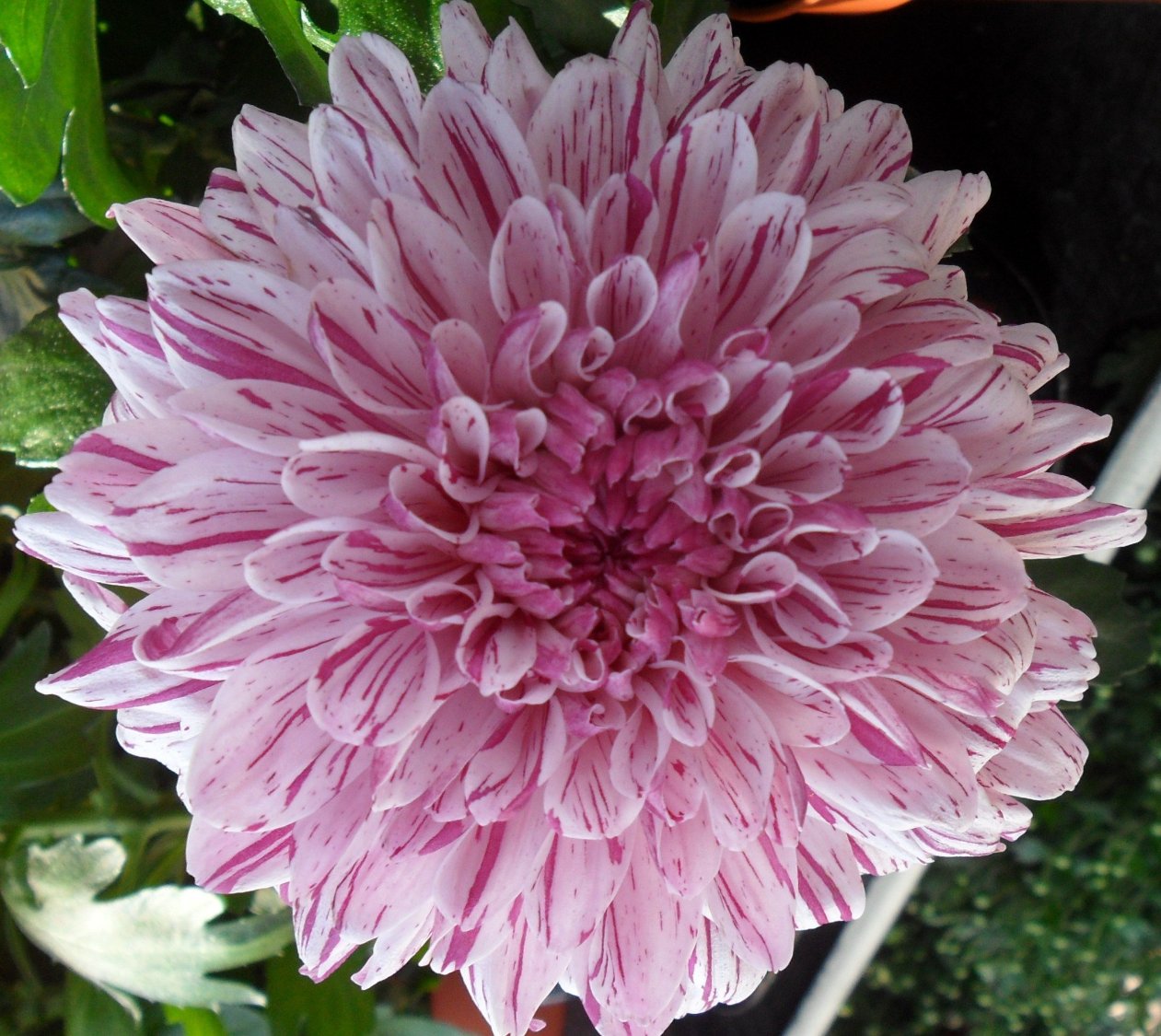 Solve Detail květu jiřiny... Dahlia flower detail... jigsaw puzzle ...